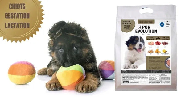 Pur Evolution - Cru - Formule Boeuf et Poulet - Chiot – Boutique Animali